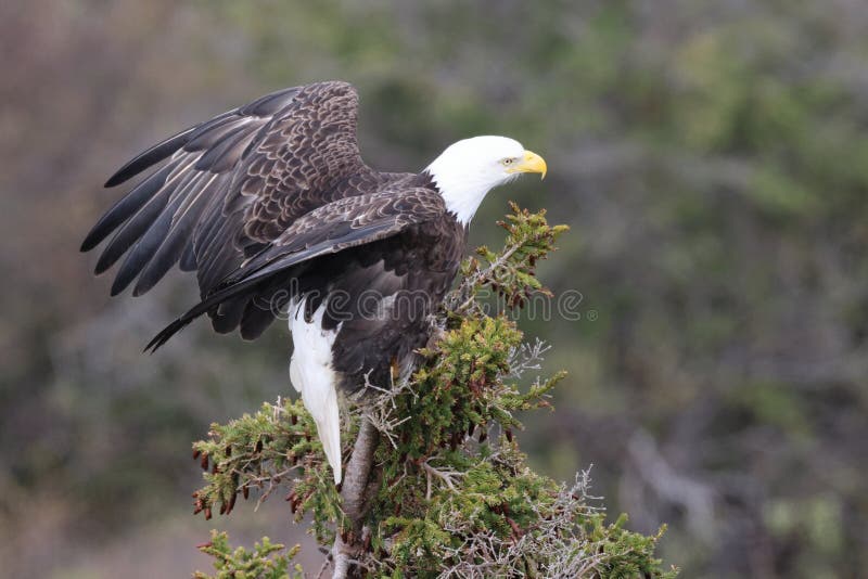 Bald Eagle Newfoundland Canada Stock Image - Image of bird, predator ...