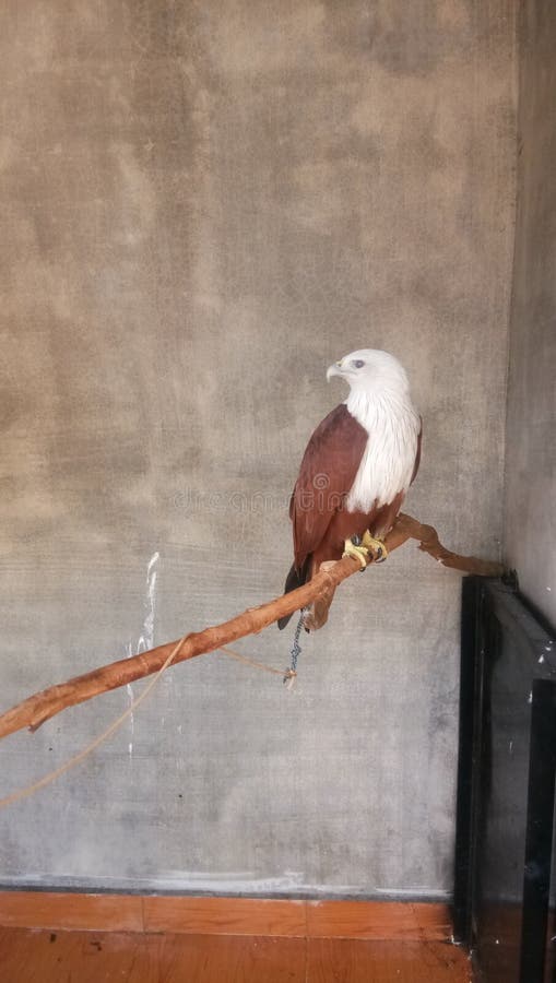 Bald eagle stock image. Image of passive, eats, bird - 264675343