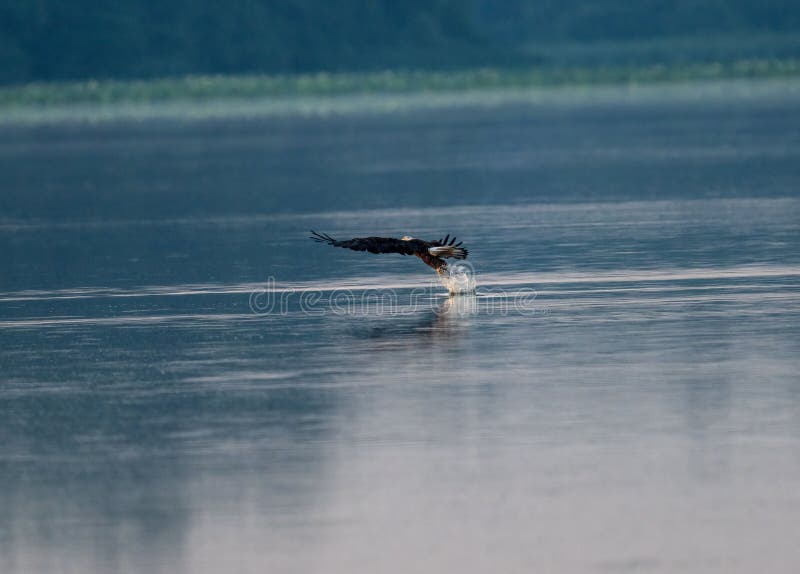 Bald Eagle with Open Wings Flying Out of the Lake Stock Photo - Image ...