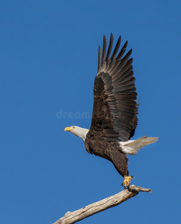Bald Eagle with Open Wings Perched on a Wooden Stick Under a Clear Blue ...