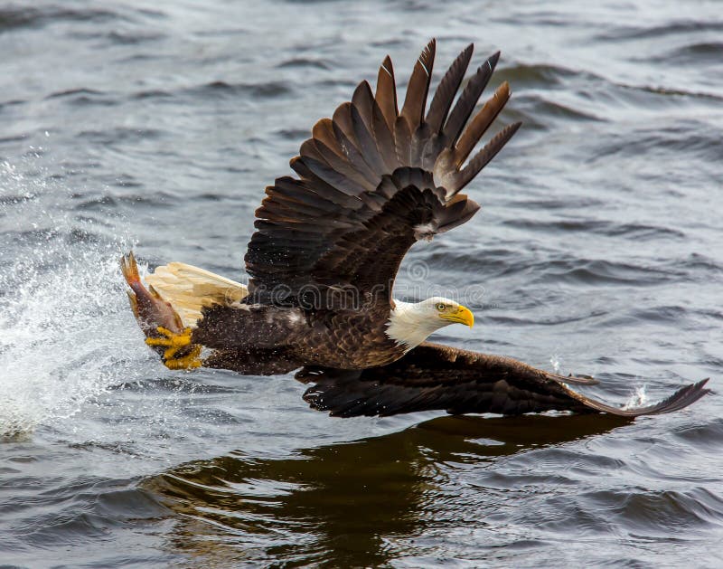 Bald Eagle Over The Body Of Water Picture. Image: 109913361
