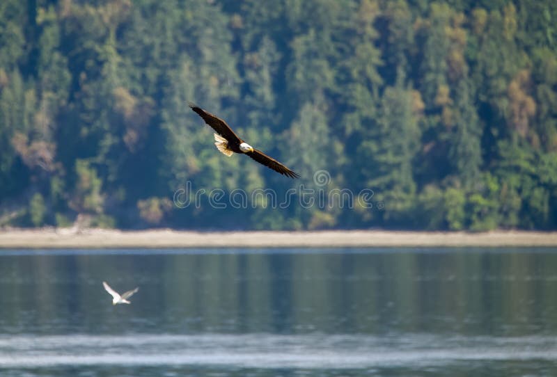 Bald eagle over the lake stock photo. Image of wild - 270078968