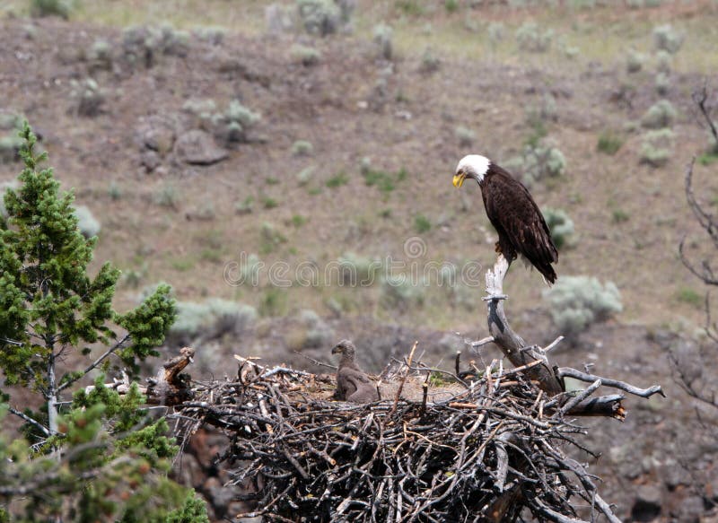 Bald Eagle Parent Stock Photos - Free & Royalty-Free Stock Photos from ...