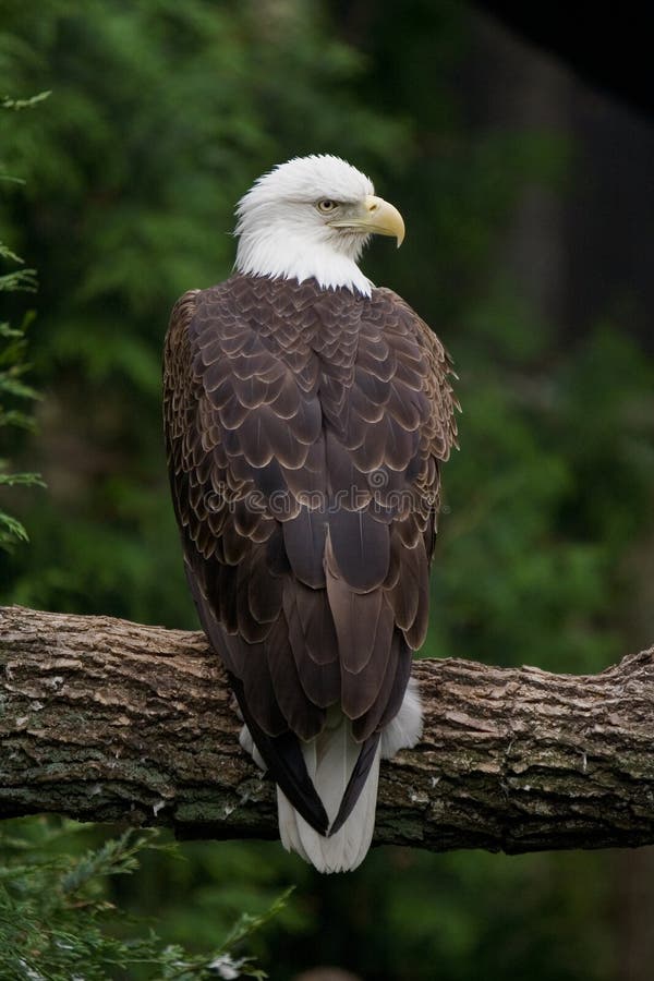 Bald Eagle Perched on a Branch Stock Photo - Image of wildlife, bird ...