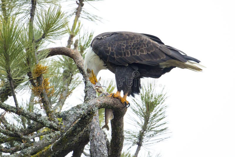 Bald eagle tears into fish stock image. Image of eating - 213554429