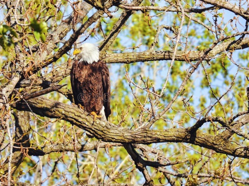 Balkd Stock Photos - Free & Royalty-Free Stock Photos from Dreamstime