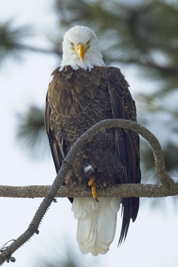 Bald Eagle Perched on a Branch Looks Directly at the Camera Stock Image ...