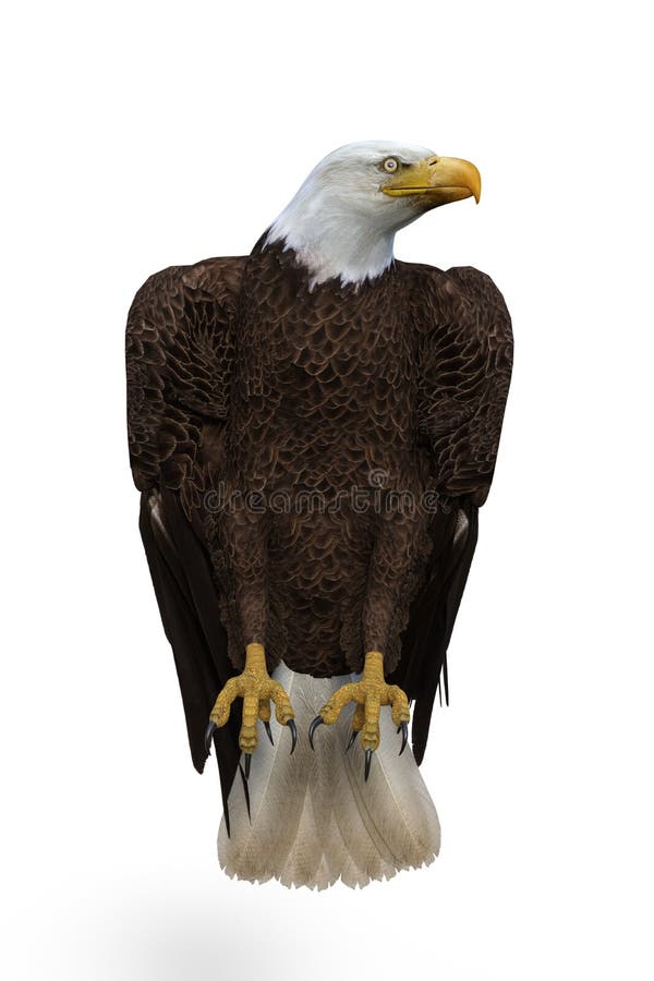 Bald Eagle with Wings Spread. 3d Illustration Isolated on White ...