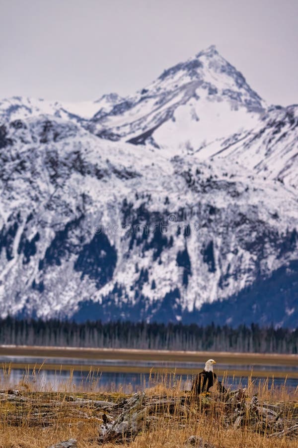 A Bald Eagle Perched on a Log Looking at the Mountains Stock Photo ...