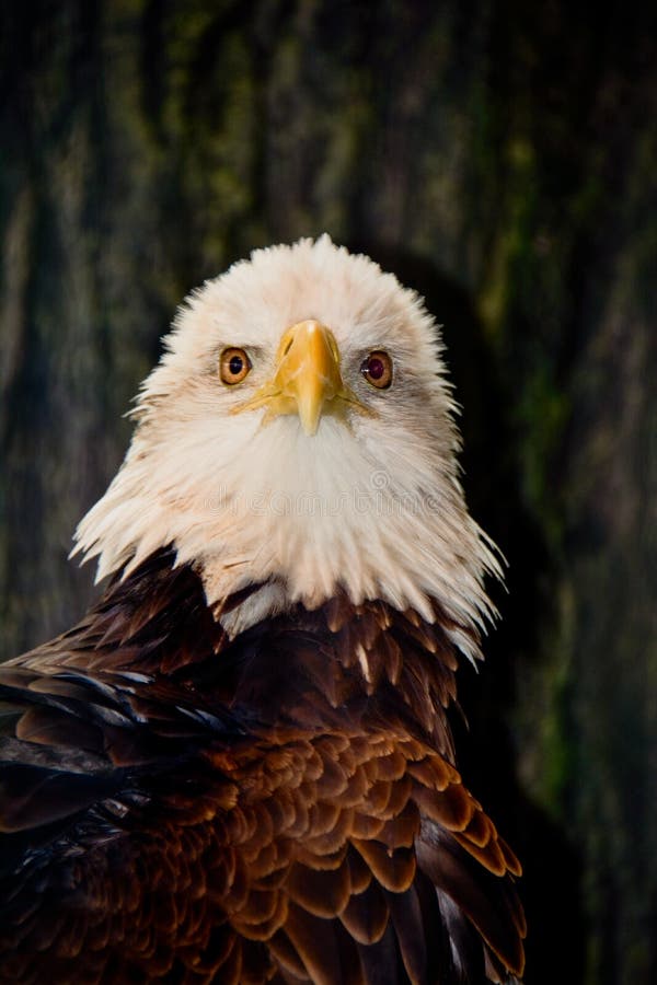 Bald Eagle Looking Ahead stock image. Image of prey - 137129851