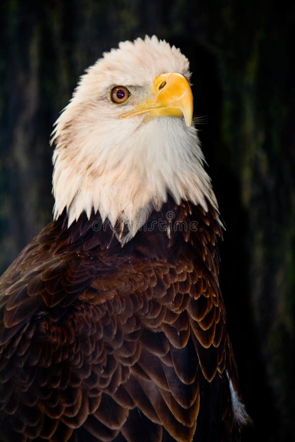 Bald Eagle perched high stock image. Image of majestic - 2241953