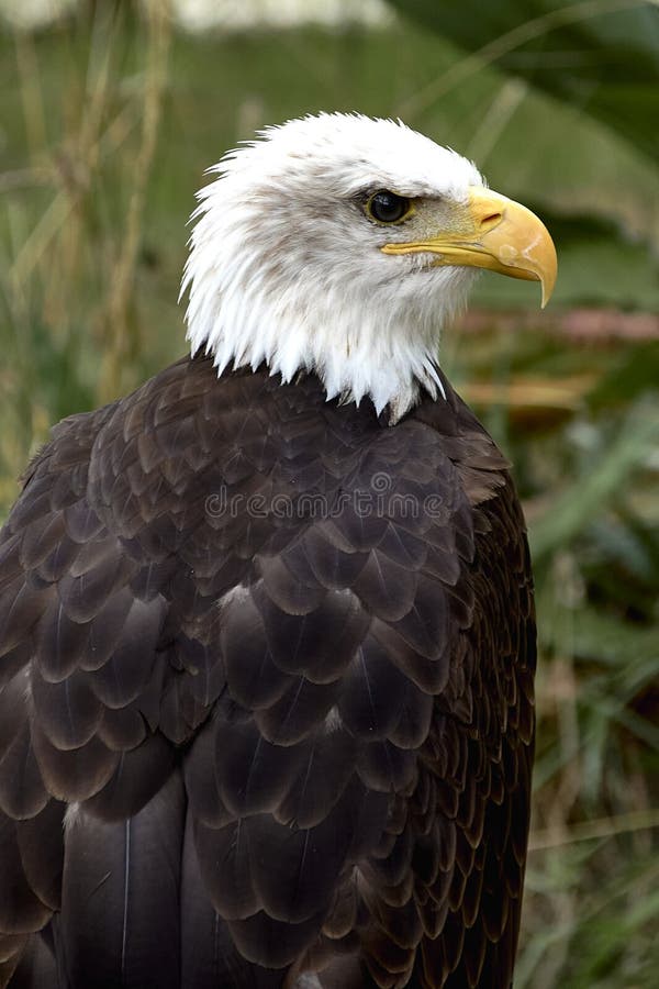 A Bald Eagle Perched on a Ring. Haliaeetus Leucocephalus Stock Photo ...