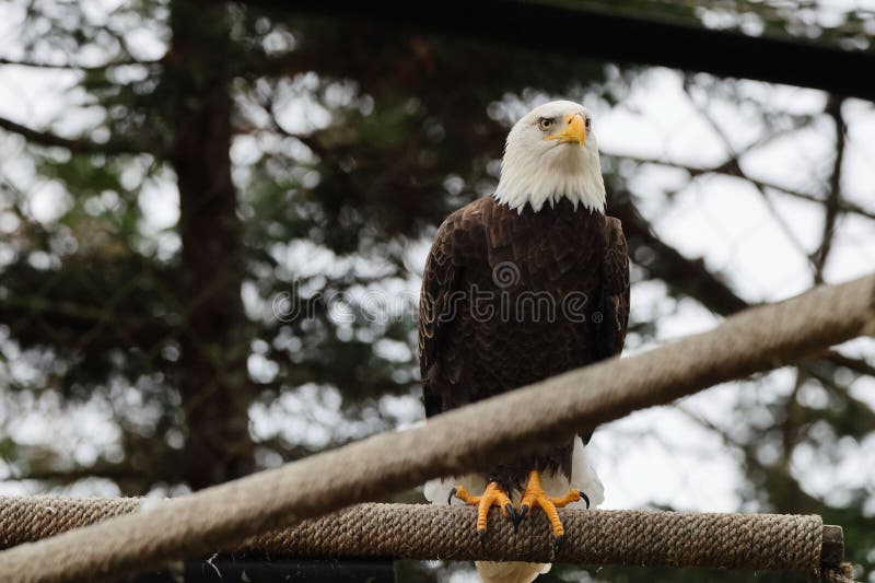 Bald Eagle Perched on a Rope with a Blurred Forest Background Stock ...