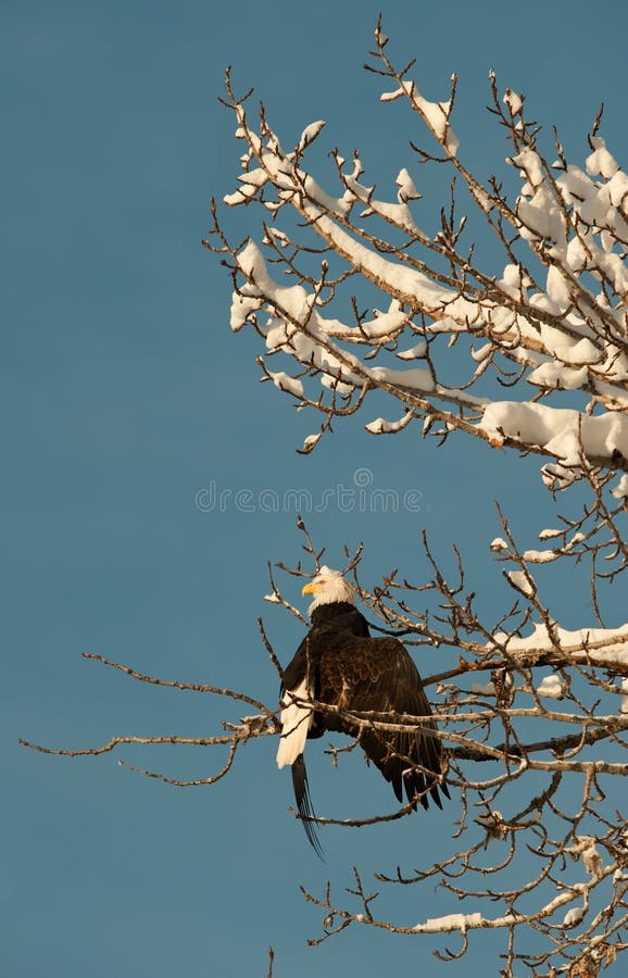 Bald eagle perched on tree stock photo. Image of animals - 22619302