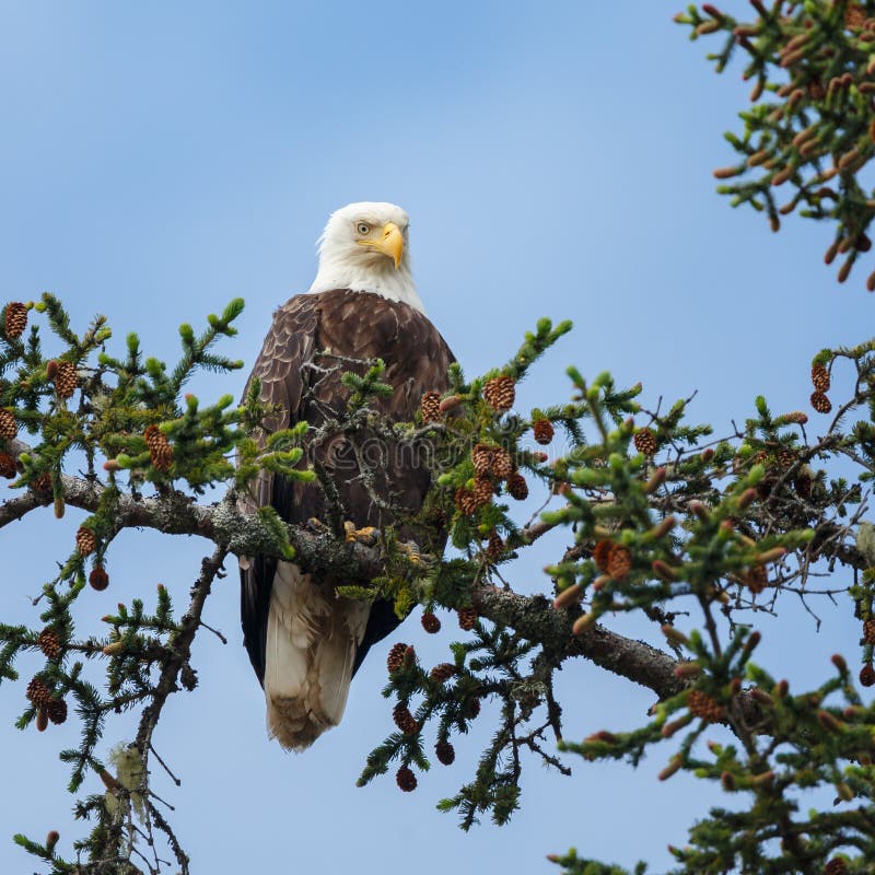 Bald Eagle stock photo. Image of bird, head, adult, feathers - 17676986