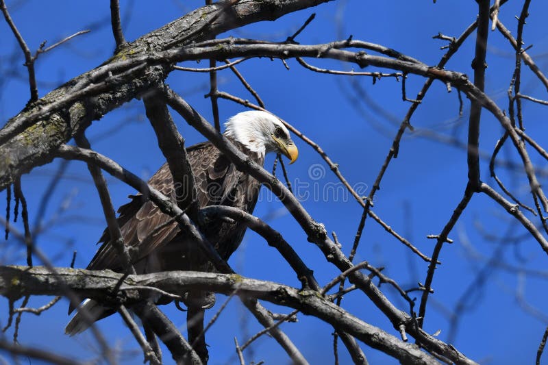 Bald Eagle Perched in a Tree Stock Photo - Image of migratory, feathers ...