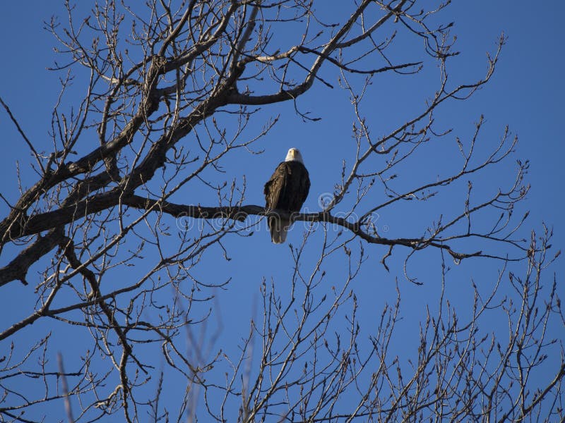 Bald eagle perched in tree stock photo. Image of winter - 67444154
