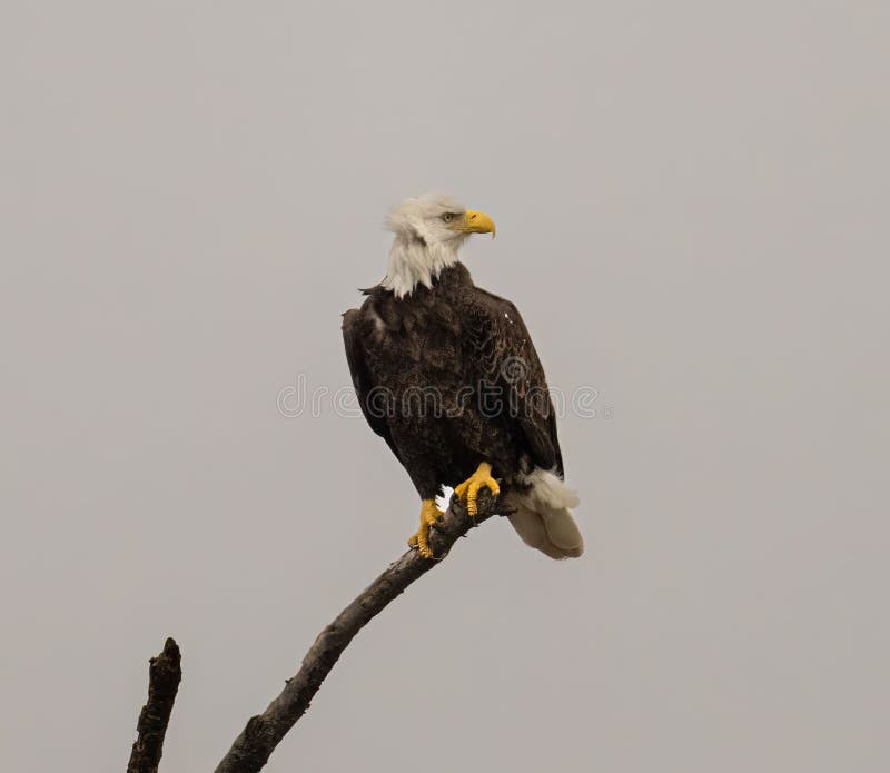 Bald Eagle Perched on the Tree Branch Stock Photo - Image of feather ...