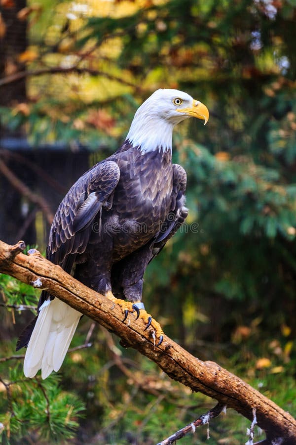 A Bald Eagle is Perched on a Tree Branch Stock Image - Image of plumage ...