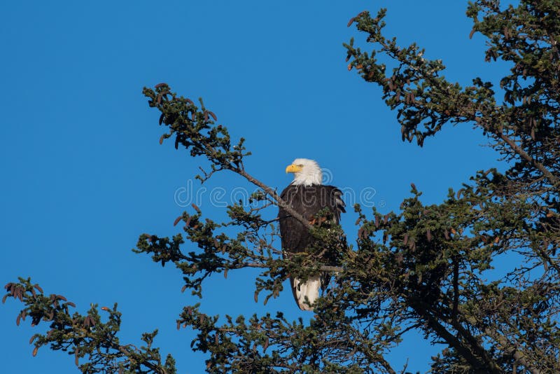 Bald eagle perched in tree stock image. Image of bird - 75923235