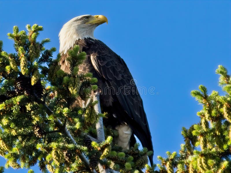 Bald Eagle on Piles at the Shore. Sidney, BC, Vancouver Island, Stock ...