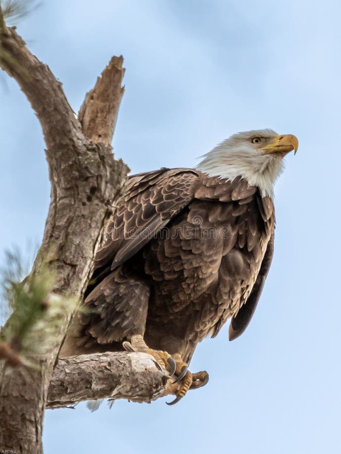 A Bald Eagle Perches on Top of a Tree Branch Stock Photo - Image of ...