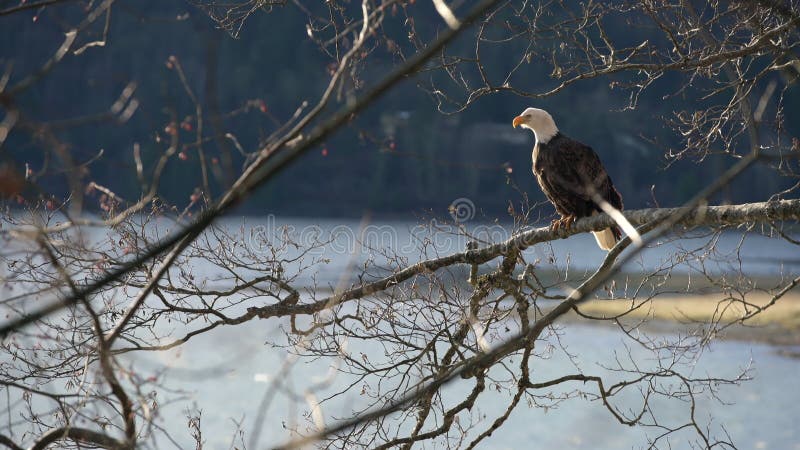 Bald Eagle Perched in a Strong Wind 4K UHD Stock Video - Video of wind ...