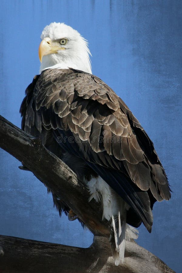 Bald Eagle Perching on Branch Stock Image - Image of prey, beak: 268533325