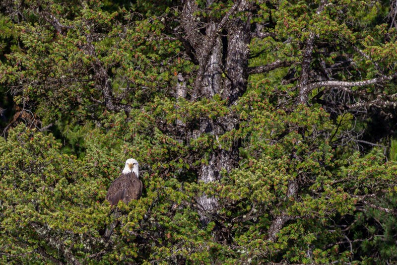 Bald Eagle Perching on the Branch of a Mountain Hemlock Stock Image ...