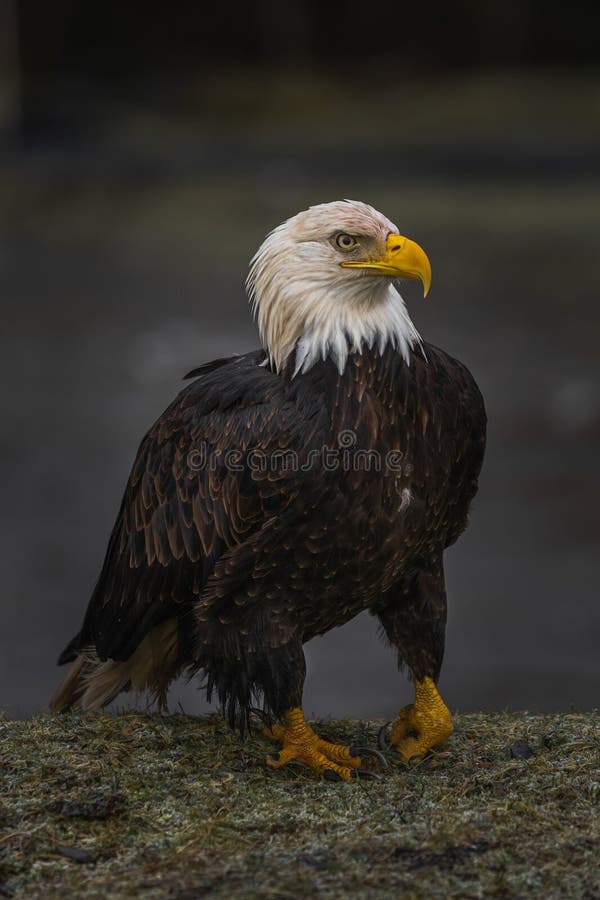 Bald Eagle Perching on Grass Stock Image - Image of standing, outdoor ...