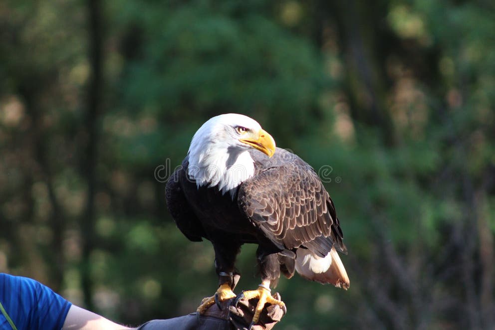 Bald Eagle Perching on Human Hand Stock Photo - Image of head, standing ...