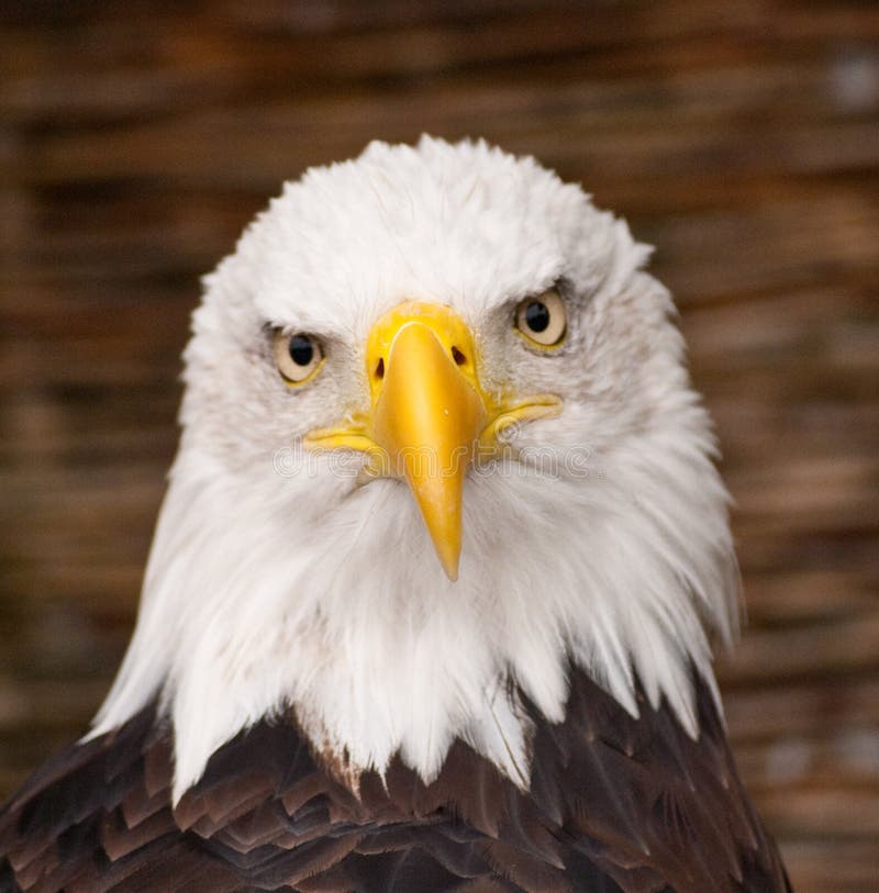 Bald eagle portrait stock photo. Image of crown, democracy - 550382
