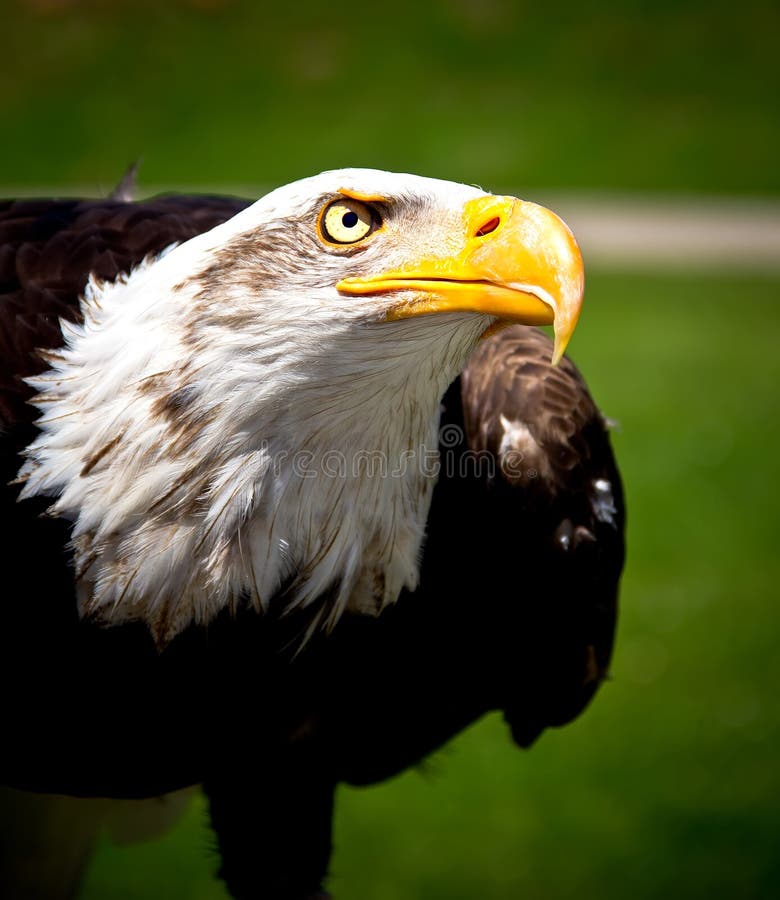 Bald eagle stock photo. Image of freedom, plumage, eagle - 31682018
