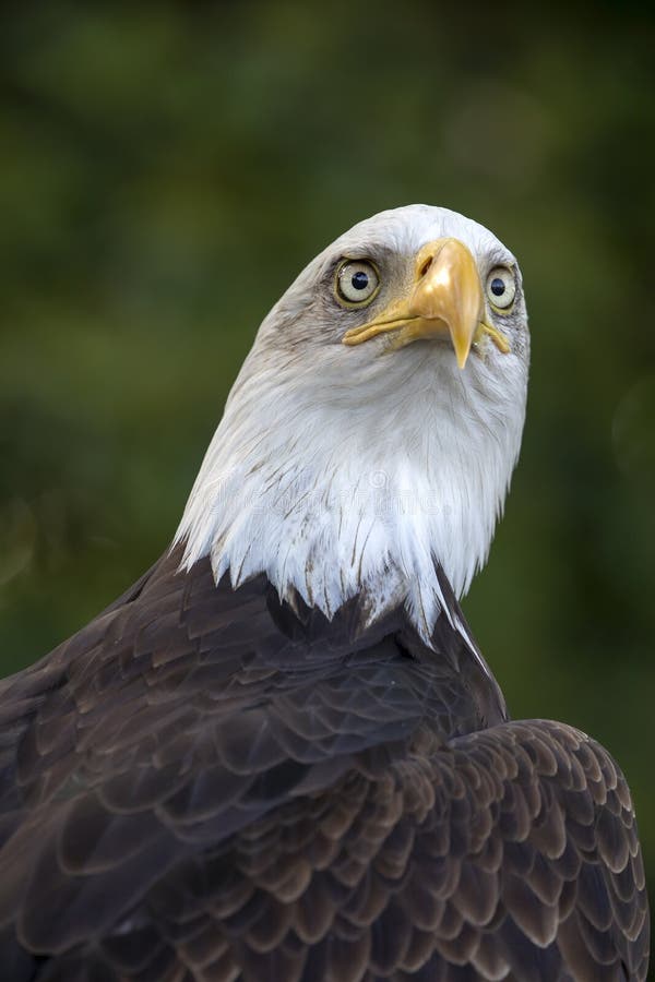 Bald Eagle portrait stock photo. Image of brown, america - 120806442