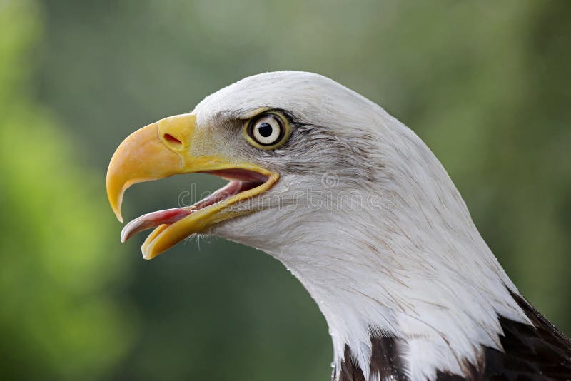 A Bald eagle portrait stock image. Image of head, bald - 124516965