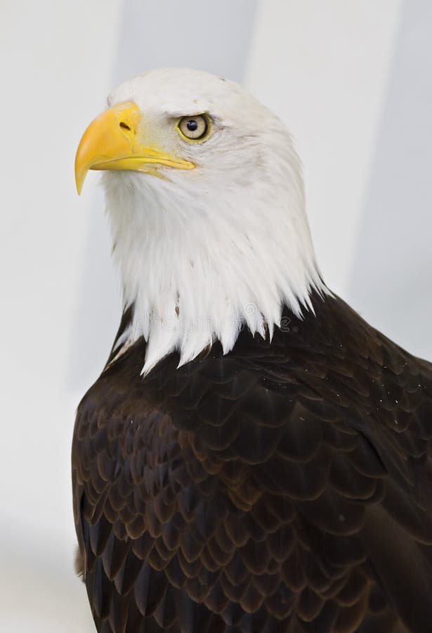 Bald eagle isolated stock image. Image of black, birds - 25561287