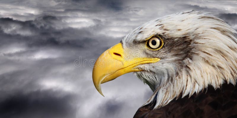 Bald eagle portrait stock photo. Image of nature, beak - 100661094