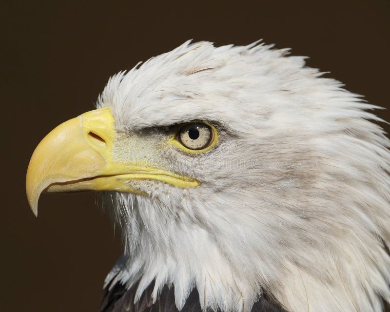 Bald Eagle stock image. Image of head, nature, majestic - 112889273