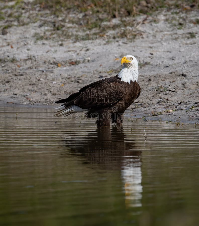 A Bald Eagle in Florida stock photo. Image of common - 178626574