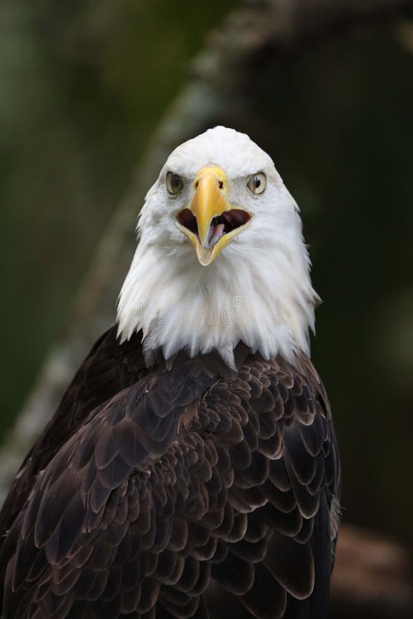 352 Bald Eagle Head Front Portrait Stock Photos - Free & Royalty-Free ...