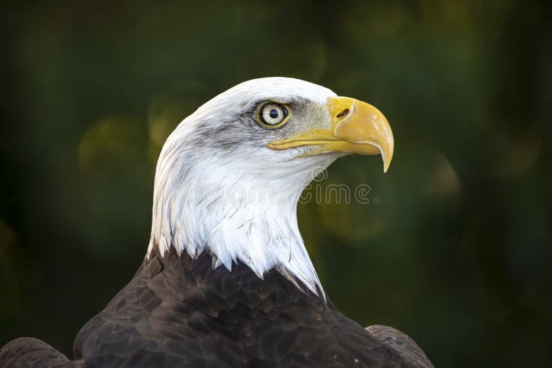 Bald Eagle portrait stock image. Image of haliaeetus - 120806377