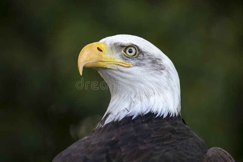 Bald Eagle portrait stock photo. Image of american, haliaeetus - 120806420