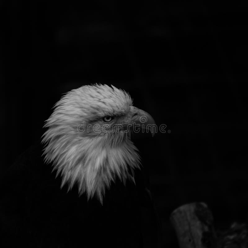 Bald Eagle Portrait in Greyscale Stock Image - Image of greyscale, bald ...