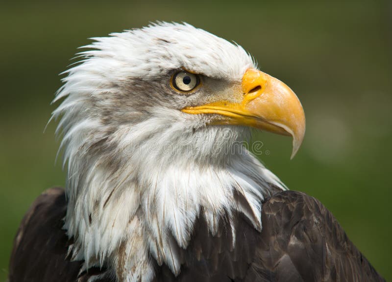 Bald Eagle Portrait stock image. Image of close, prey - 32763329