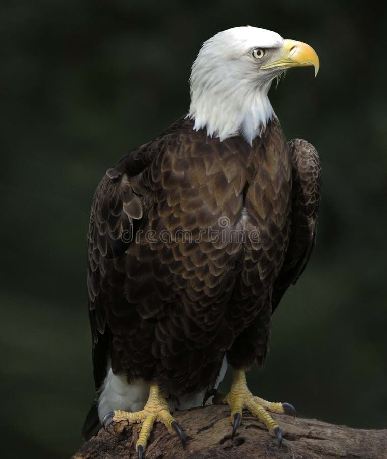 344 Bald Eagle Head Front Portrait Stock Photos - Free & Royalty-Free ... 344 Bald Eagle Head Front Portrait Stock Photos - Free & Royalty-Free ...