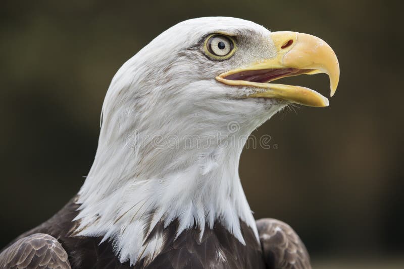 1,949 Eagle Open Beak Photos - Free & Royalty-Free Stock Photos from ...