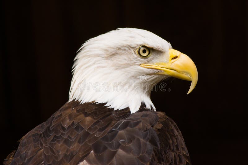 Bald Eagle Portrait stock image. Image of predator, prey - 100028349