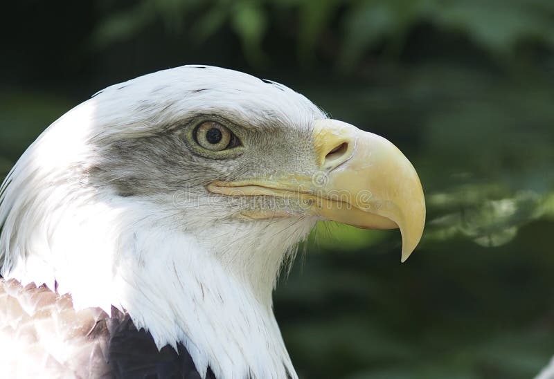 Bald Eagle stock image. Image of feather, bird, talons - 55539675