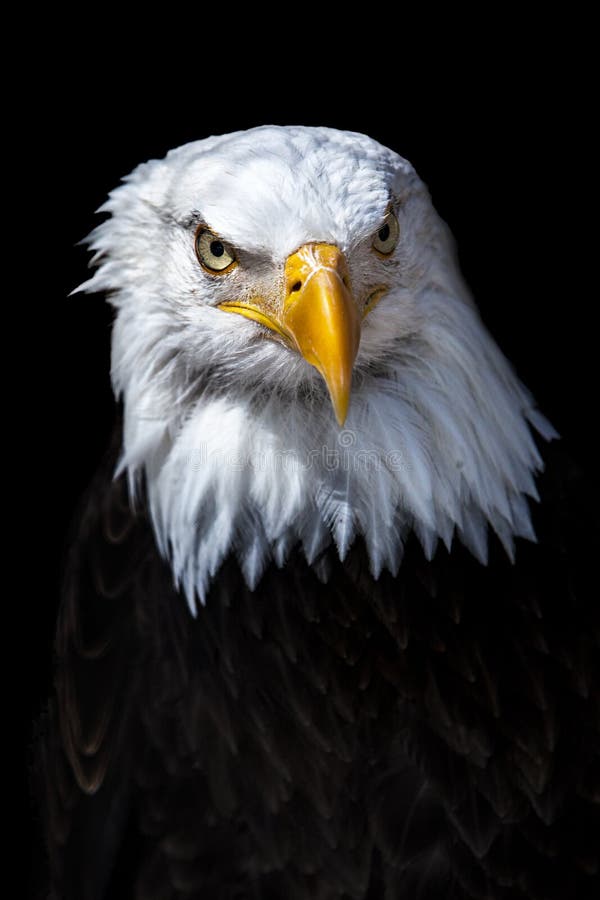 Bald Eagle portrait stock photo. Image of natural, bird - 99083316