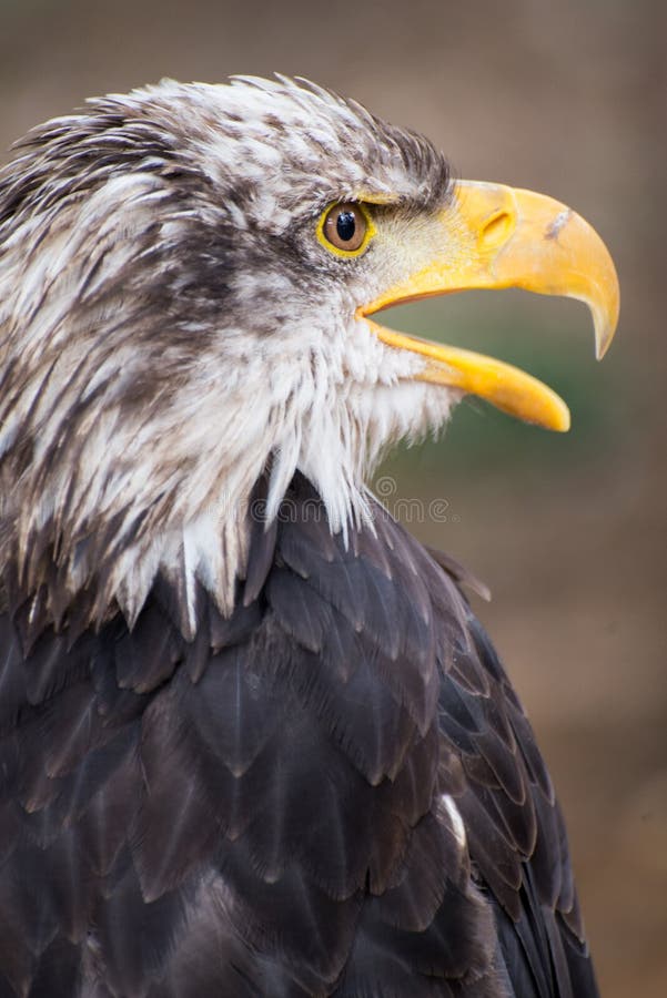 Bald Eagle Portrait with Yellow Bill Stock Photo - Image of eyes ...